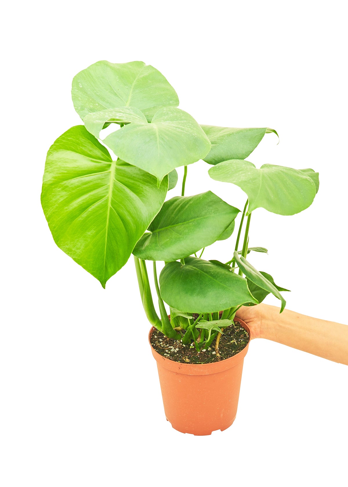 Monstera Deliciosa, Medium – growthings™ plant company
